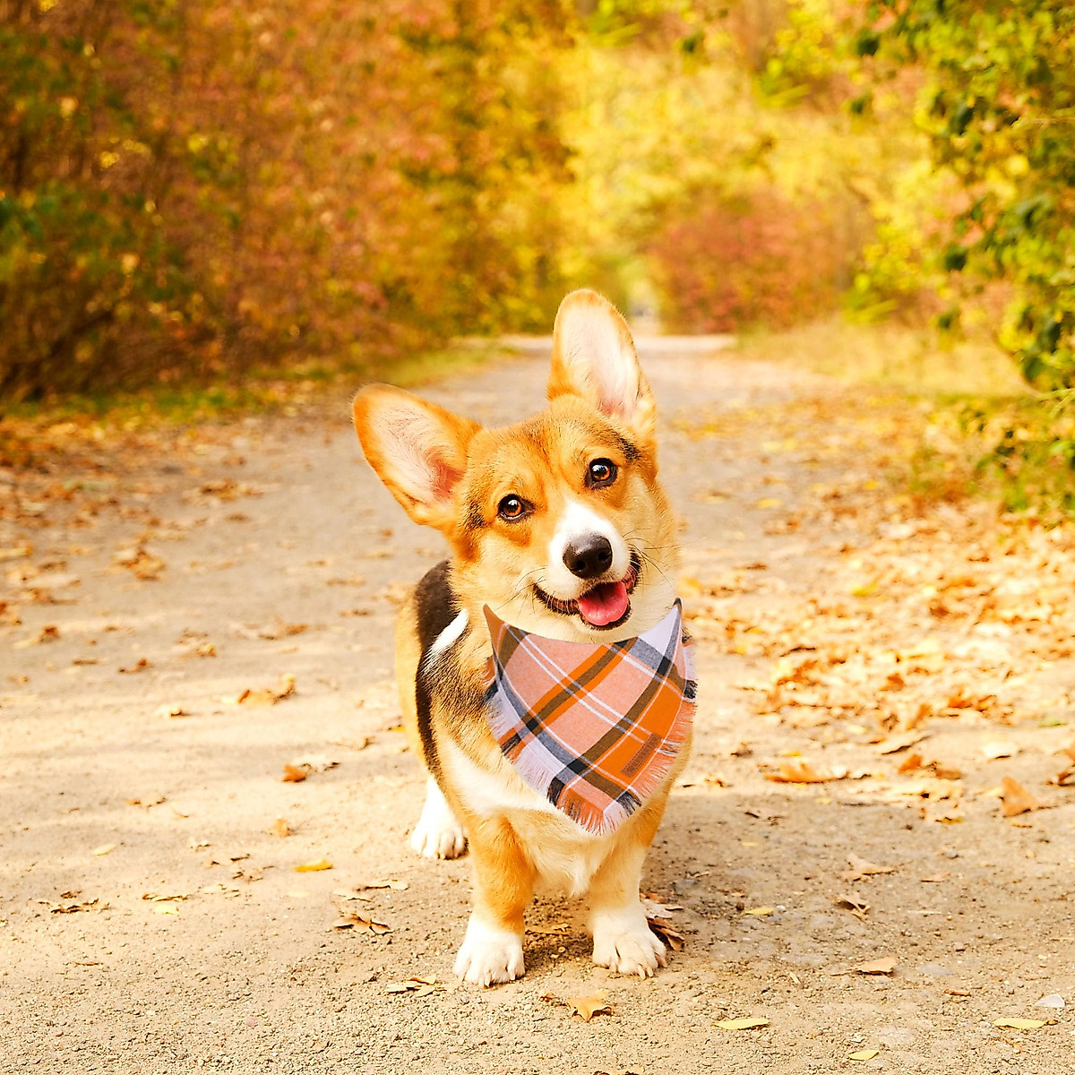 ADOGGYGO Fall Dog Bandanas, Halloween Thanksgiving Dog Bandana, Orange Plaid Dog Scarf, Multiple Sizes Offered, Fall Holiday Bandanas for Medium Large Dogs Pets (Fall, Large)