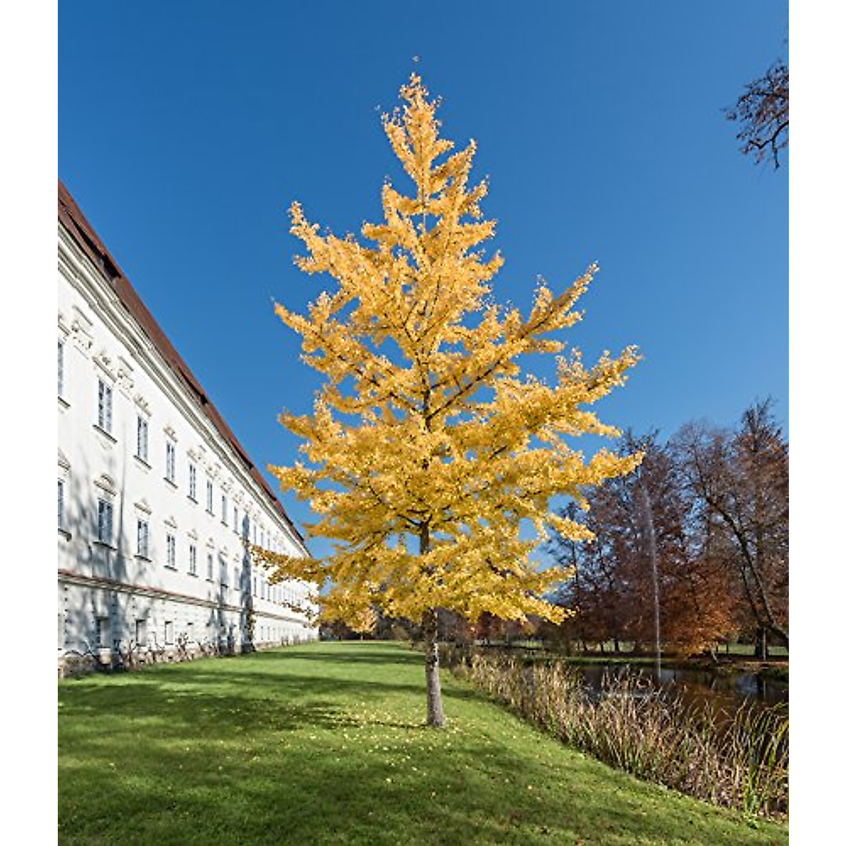 Jurassic Ginkgo | Tree Seed Grow Kit | The Jonsteen Company