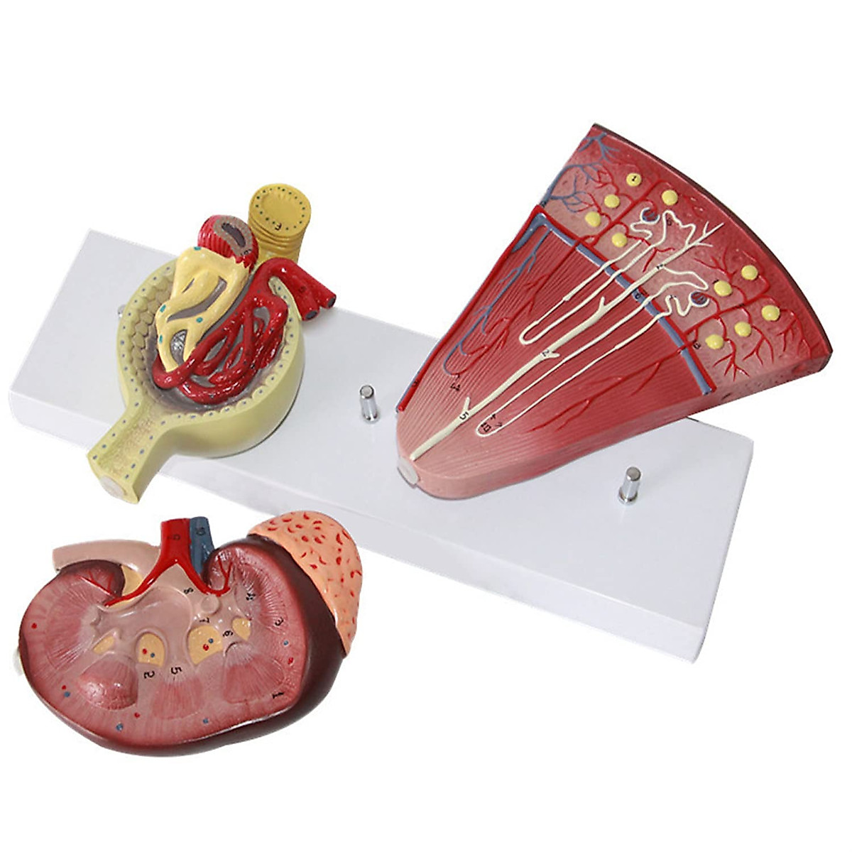 Human Anatomy Kidney Model, glomerular Model Anatomical Biology Learning Set, Urinary System Anatomy Ornaments, Used in School Hospital Teaching Display Laboratory