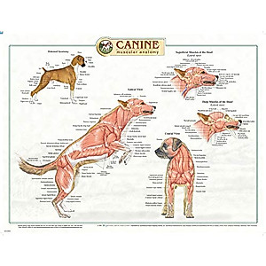 Canine Anatomy, Complete Set of 3 Charts. Buy the Set and SAVE!