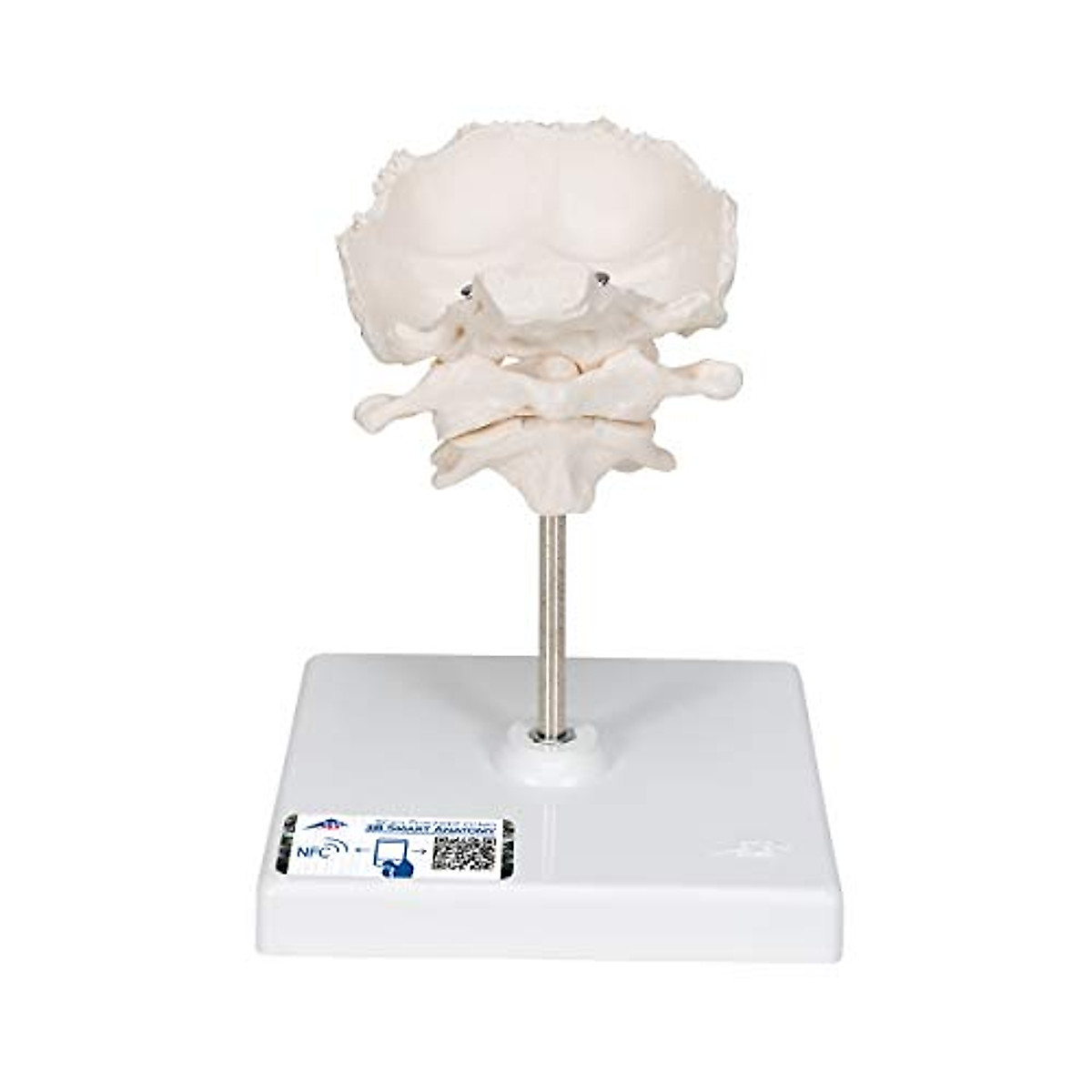 3B Scientific A71/5 Atlas and Axis w/ Occipital Plate on stand - 3B Smart Anatomy