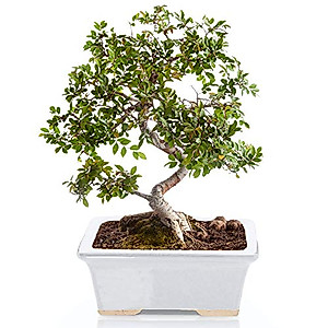 Glazed Ceramic Bonsai Pot - Decorative Planter for Dwarf Trees, Succulents, Small Plants - Perfect Pot for Indoor and Outdoor Gardens, Table Centerpieces and Windowsill Decor - White Rectangle