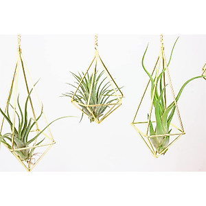 Geometric Hanging Tillandsia Holder Gold Metal Air Plants Holders Hanging for House Decor Living Room,Small Plant Holders Indoor Hanging,Plant Lover Gifts (5Pcs)