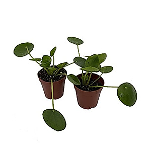 Hirt's Gardens Chinese Money Plant - Pilea peperomiodes - 2 Plants in 2" Pots