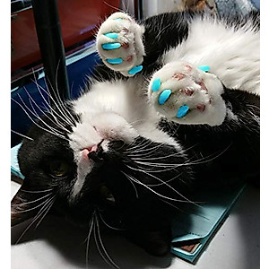 Purrdy Paws 40-Pack Soft Nail Caps for Cat Claws Blue Glow-in-The-Dark (Large)