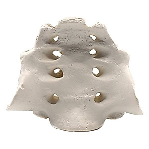Sacrum Bone Model - Anatomically Accurate Human Replica - hBARSCI