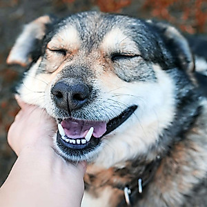 Bocce's Bakery Calming Soft Chews Health Supplement for Dogs with Chamomile, Lemon Balm, L-Theanine & Melatonin (60 Count) - Plus Rope Toy and Fun Animal Facts Booklet Bundle