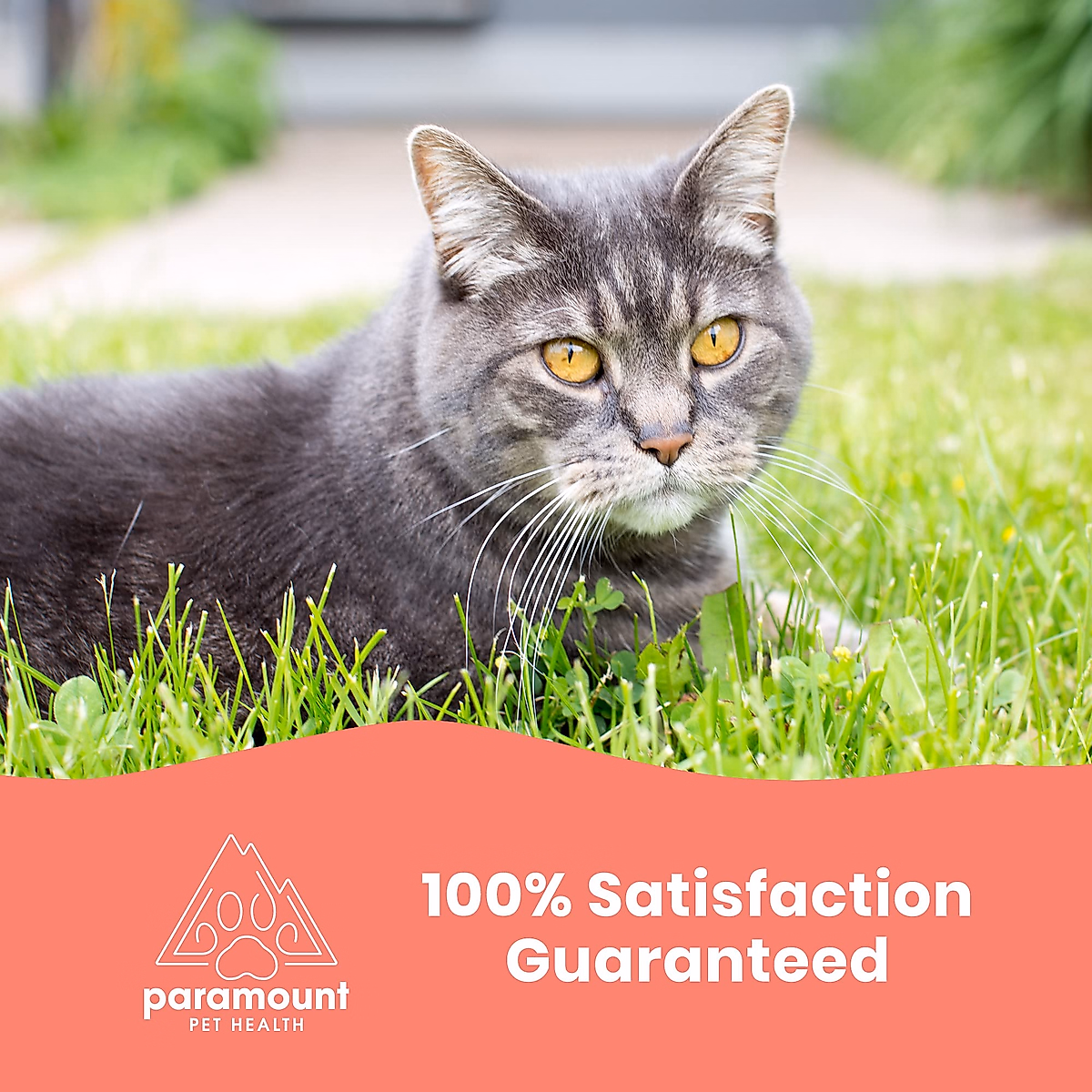 Wild Alaskan Salmon Oil for Cats and Small Dogs | Premium Quality Salmon Oil Supplement for Pets (2 Ounce)