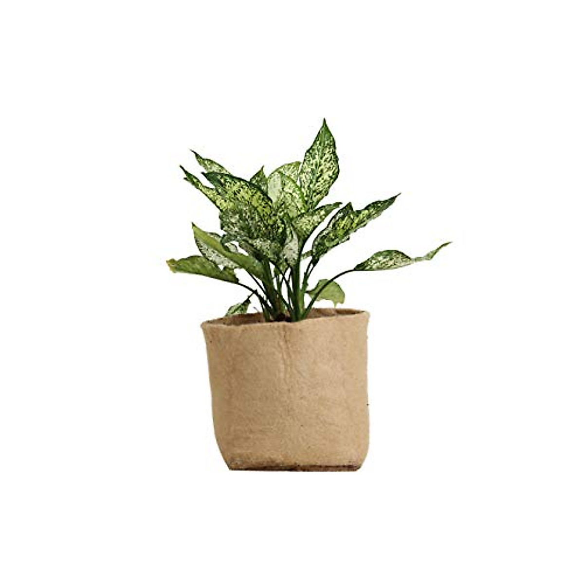 Jute Gardens 5 Pack of I Gallon Biodegradable Grow Pot Nursery Pots - Growing Plants - Plastic Free - Flowers Vegetable Planter - Potting Bags - Jute Fabric - Planting - Smart Design Pots