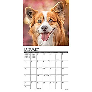 Just Corgis 2021 Wall Calendar (Dog Breed Calendar)