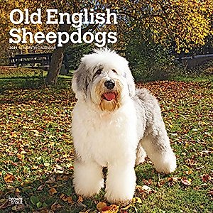 Old English Sheepdogs 2021 Calendar