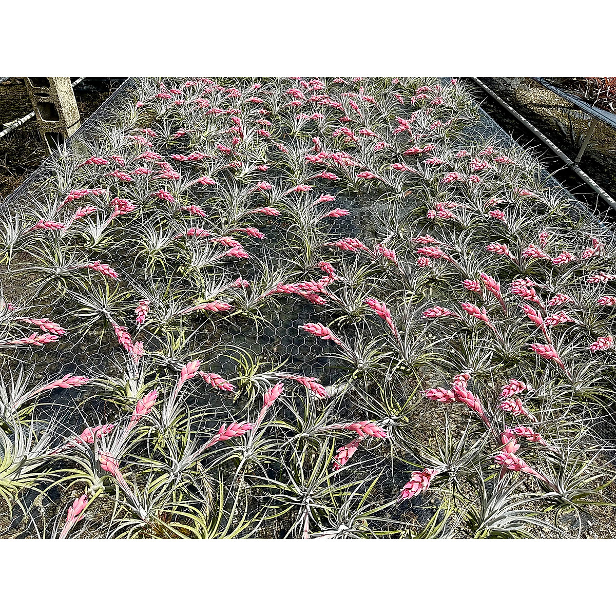 ragnaroc Air Plants - Flowering Tillandsia Pink Paske Large 5" - 1ct - Live Arrival Guaranteed - House Plants for Home Decor & Gift