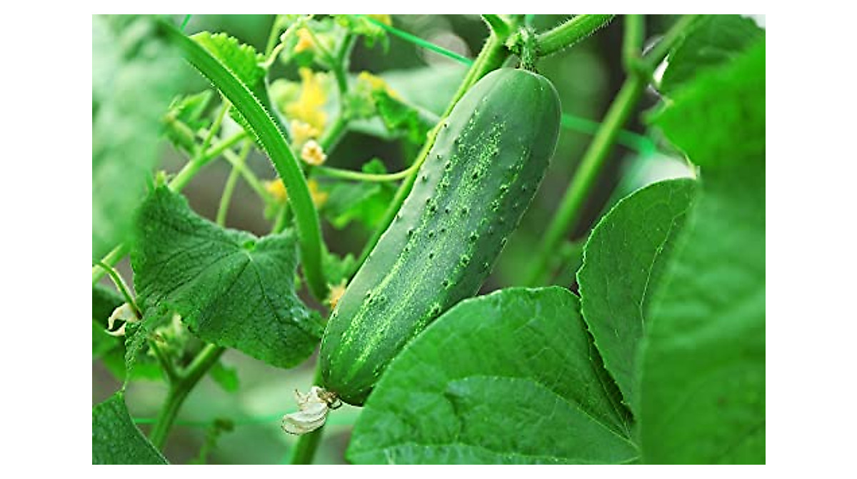 Grow Spacemaster Cucumber Seeds - High Yield Non-GMO Heirloom Seeds