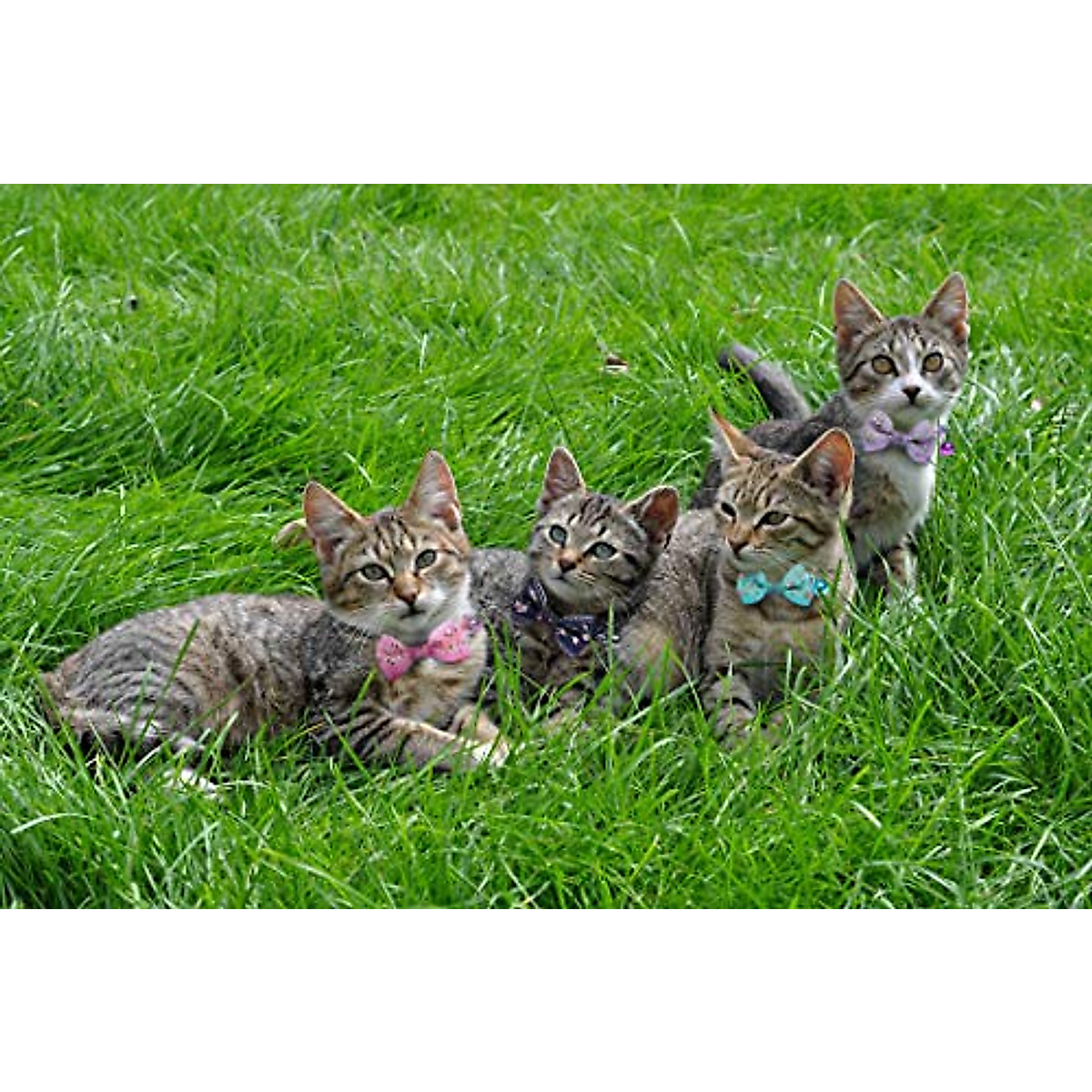 IDOLPET 4PCS Cat Collar Small Floral Cat Collar Safety Quick Release with Bell Cat Collar Adjustable Cat Collar with Bowtie for Cat Pup Kitty