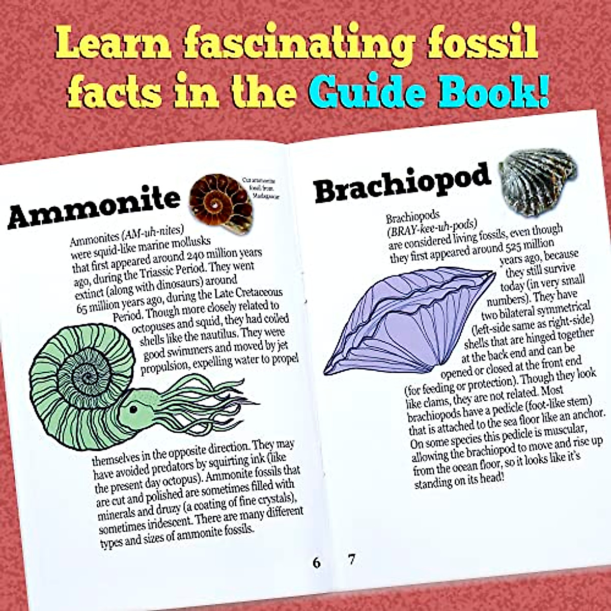 DANCING BEAR Fossil Dig Kit, Excavate 15 Prehistoric Fossils Including Real Dinosaur Bones and Shark Teeth, Paleontology STEM Education for Kids, Fun Science Activity Gift Sets for Girls and Boys