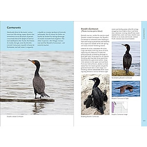 Birds of the Pacific Northwest (A Timber Press Field Guide)