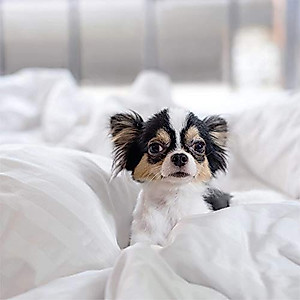 Linen Market Premium Aztec Dreams Pattern 4 Piece Bed Sheet Set, Queen, Coral