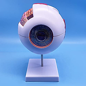 QSMYS Human Eye Eyeball Anatomical Model,Anatomically Accurate Human Eye 6X Enlarged Anatomy Model for Science Classroom Study Display Teaching Model