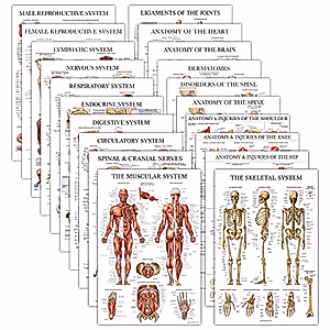 20 Pack - Anatomical Posters - Laminated - Muscular, Skeletal, Digestive, Respiratory, Circulatory, Endocrine, Lymphatic, Male & Female, Nervous, Spinal Nerves, Anatomy Charts - 18" x 24"