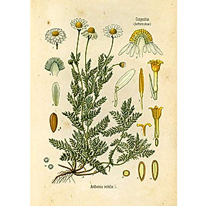 Vintage Botanical Prints | Wildflower Art Prints | Floral Wall Art | Set of 9 5x7 Unframed