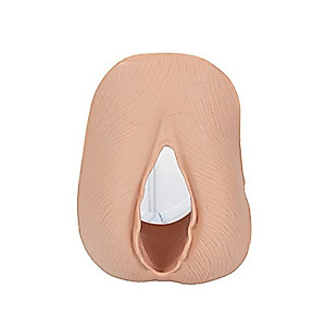 3B Scientific L41/2 Training Model for Female Condom, 4.7" Length