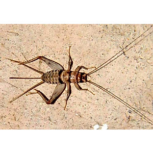 BASSETT'S CRICKET RANCH 250 Small (2wk) Live Banded Crickets