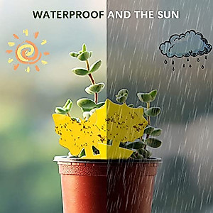 Fruit Fly Traps Fungus Gnat Traps Yellow Sticky Indoor Outdoor Use Protect The Plant