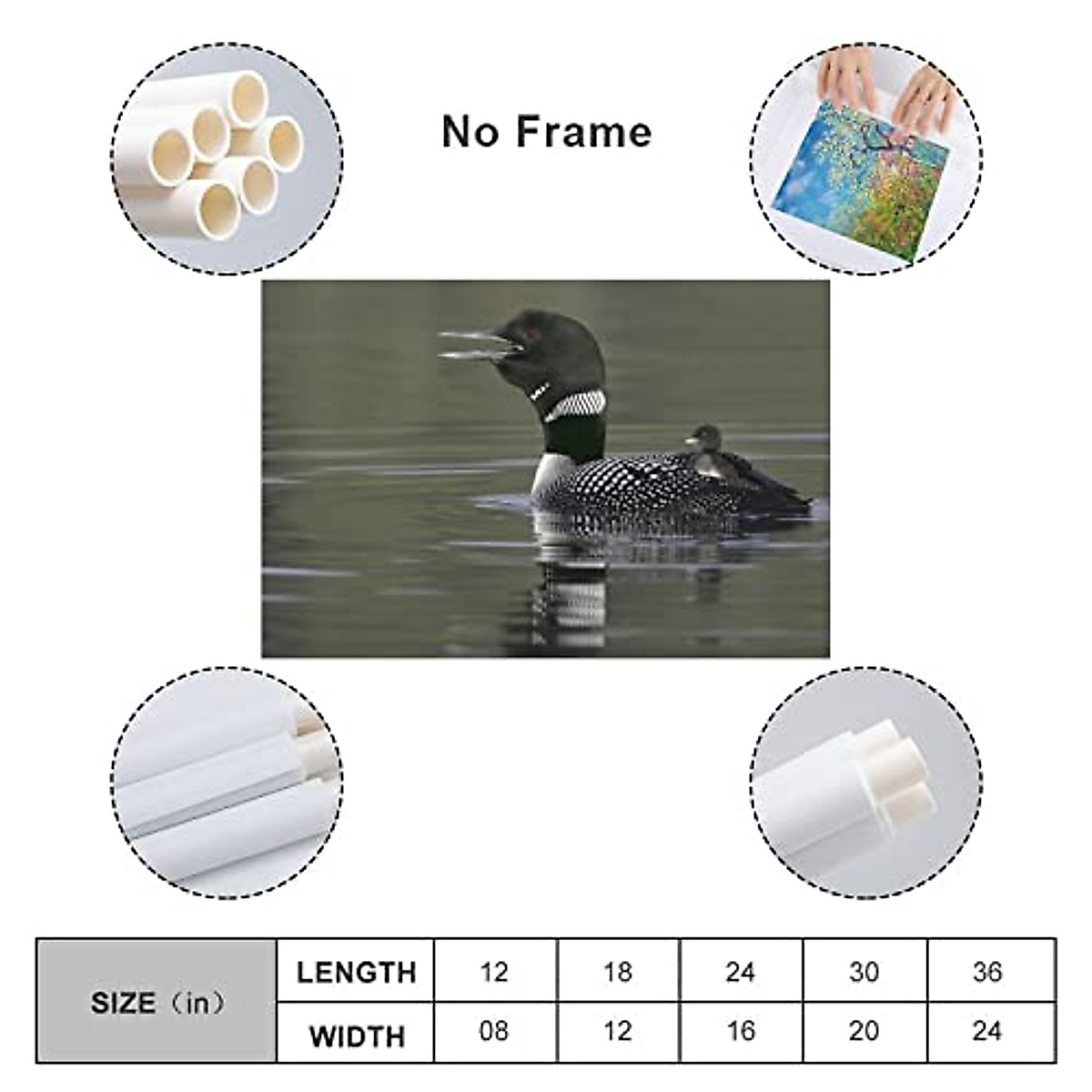 Common Loon with Chick on Water Back Call Picture Poster Wall Decoration Poster in Kamloops, British Canvas Painting Posters And Prints Wall Art Pictures for Living Room Bedroom Decor 24x36inch(60x90