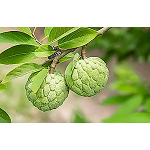 1 Sugar Apple Plant Live Tree 8 Inc Height for Planting Ornaments Perennial Garden Simple to Grow Pots