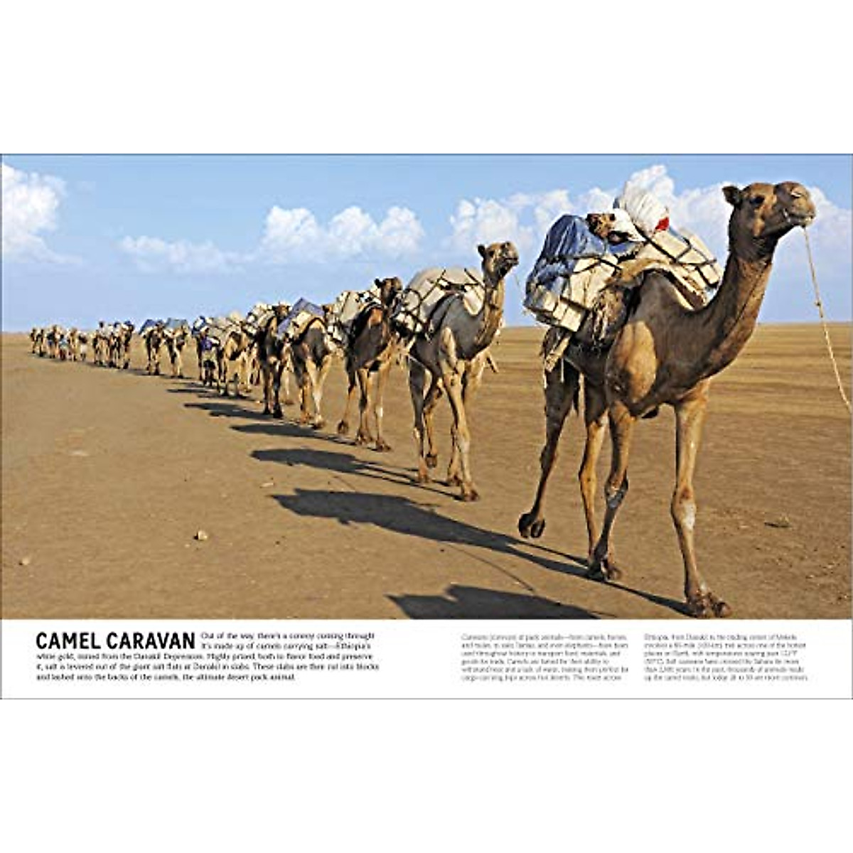 Cars, Trains, Ships, and Planes: A Visual Encyclopedia of Every Vehicle (DK Our World in Pictures)