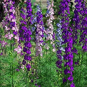 Outsidepride Delphinium Larkspur Rocket Wild Flowers - 1000 Seeds