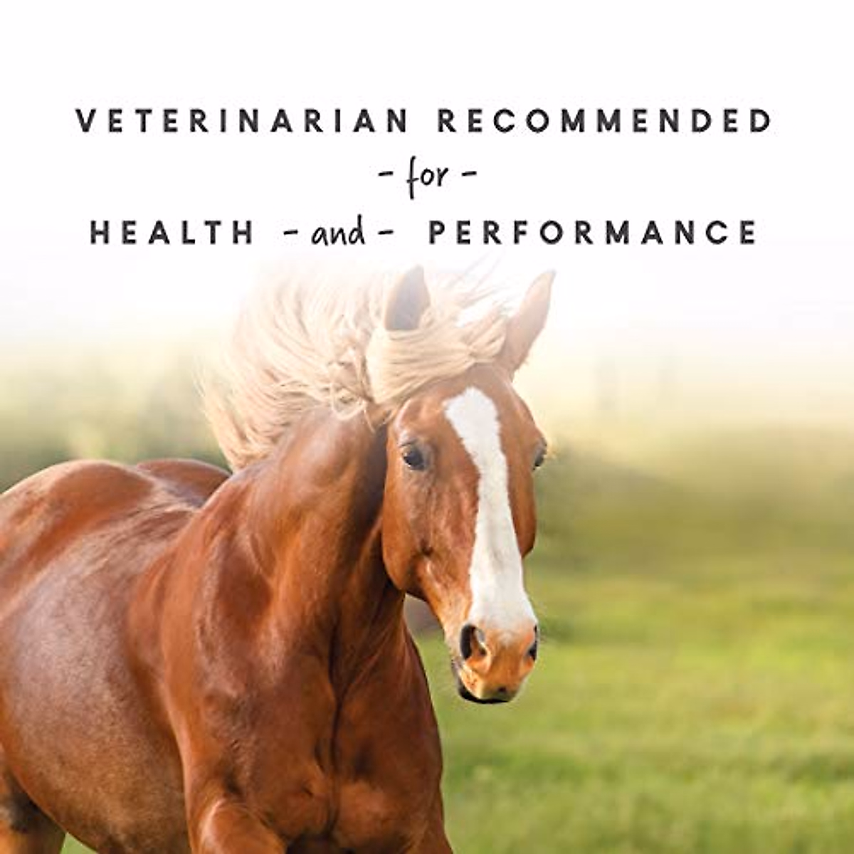 Manna Pro Sho-Glo Supplement for Horses | Complete Vitamin & Mineral Supplement for Healthy Skin & Coat | 5 Pounds