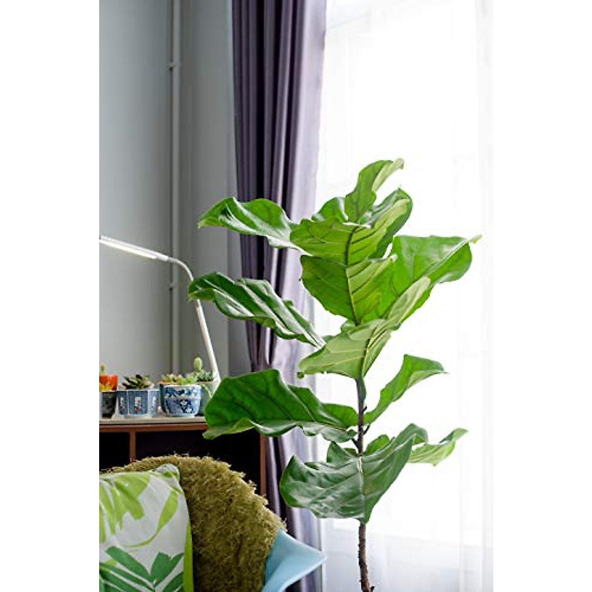 Fiddle Leaf Fig Tree Fertilizer | Ficus Plant Food | Improves Leaves and Branches | Potted Indoor Trees and House Plants Treatment by Aquatic Arts
