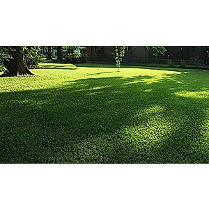 St. Augustine 'Seville' Sod - 3 Live Plugs - Drought, Salt & Shade Tolerant Turf Grass