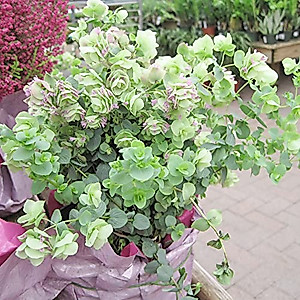 Ornamental Oregano Seeds Origanum 'Kirigami' Low-Growing Herbaceous Perennial Fragrant Dried Flower Arrangements Hanging Baskets Borders Rock Gardens 50Pcs Herb Seeds by YEGAOL Garden