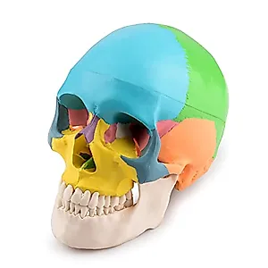 Colored Human Skull Model, Life-Size Painted Human Skull Head Bone for Medical Student Human Anatomy Study Course