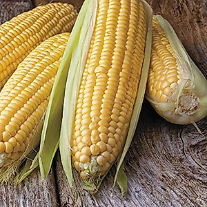 Honey Select Yellow Sweet Corn Seeds for Planting, 50+ Heirloom Seeds Per Packet, (Isla's Garden Seeds), Non GMO Seeds, Botanical Name: Zea Mays, Great Home Garden Gift