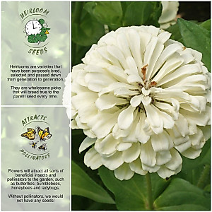 Seed Needs, Polar Bear White Zinnia Seeds - 250 Heirloom Flower Seeds for Planting Zinnia elegans - Attracts bumblebees, Honeybees & Butterflies (1 Pack)