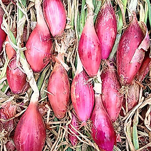 QAUZUY GARDEN 500 Gray French Shallot Seeds | Premium Non-GMO Heirloom Organic Vegetable Seeds | Tasty Sweet Quick Vegetable Plant for Home Culinary & Easy to Grow