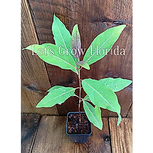 Rainbow Eucalyptus Tree, 8" + Tall, E. deglupta