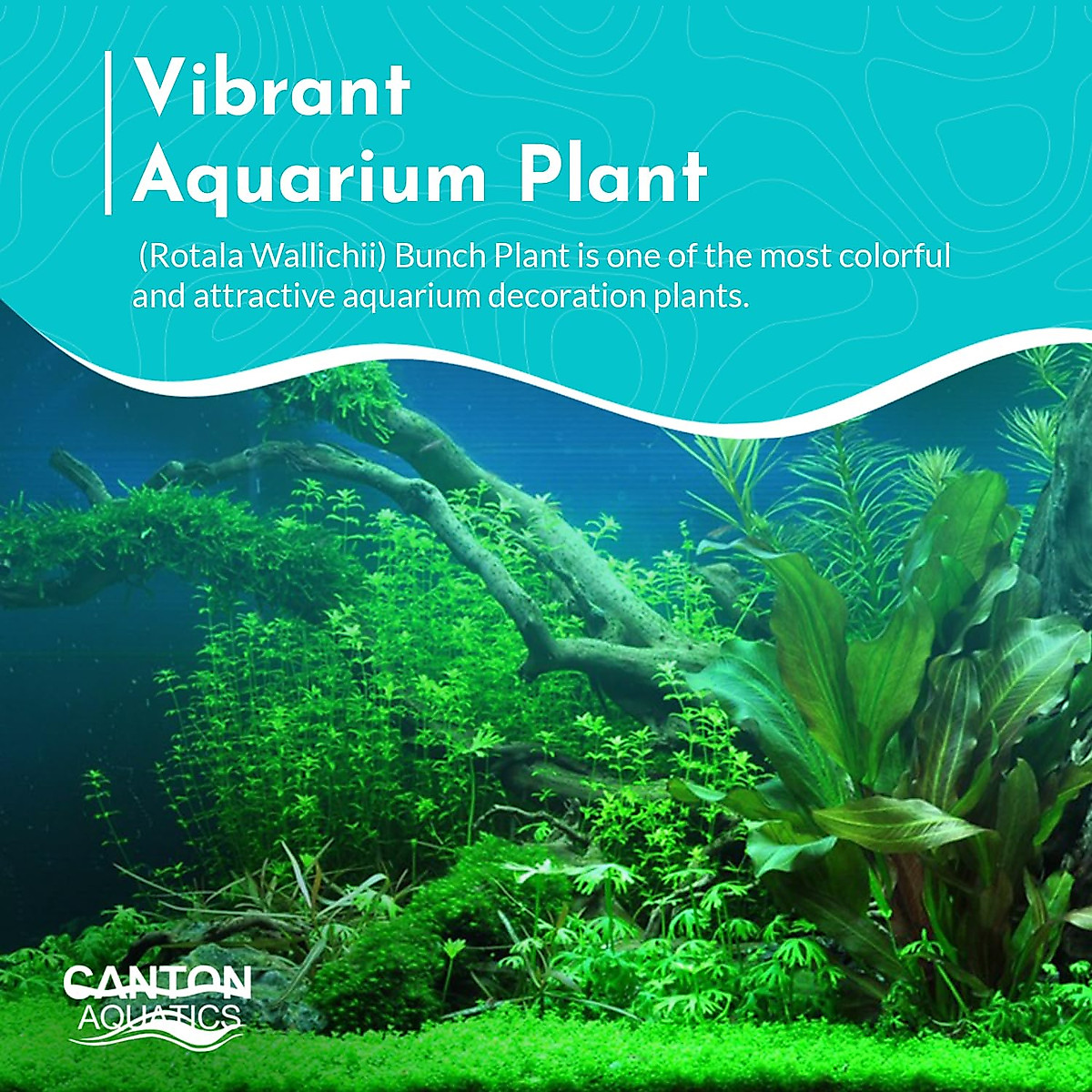CANTON AQUATICS Live Aquarium Rotala Wallichii Plant - Highly Sought & Absorb Wastes - Easy to Maintain - Promote High Water Quality - Bunch 3-5 Stems