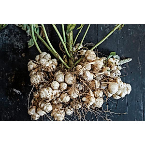 25 Live Jerusalem Artichoke Tubers | Sunchokes by Greenhouse PCA | Fresh Sunchoke Bulbs for Eating or Planting