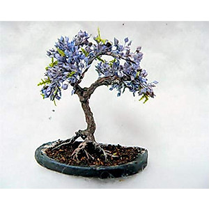Blue Jacaranda Tree Seeds (20 Pack) - Excellent Bonsai Specimen - Exotic Flowering Bonsai - Blooming Tree