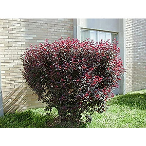 Purple Leaf Sand Cherry - 1 Gallon, 2'-3'ft -Established Rooted Pot - Prinus x Cistena, Fast Growing Tree, Fall Color