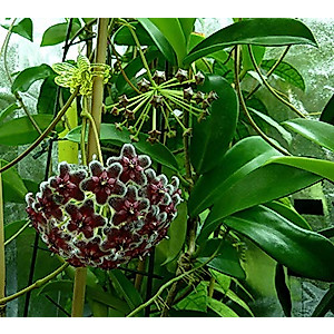 Rare Pubicalyx Wax Plant - Hoya - Collector's Series - 4" Pot