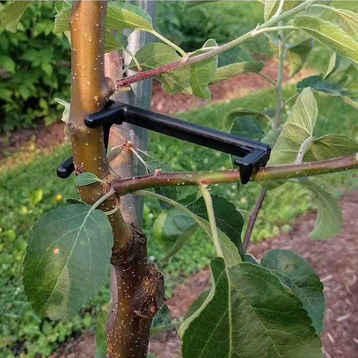Angoily 10pcs Branch Press Fruit Branch or Bonsai