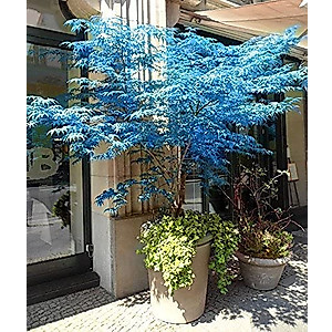 MITRAEE 10pcs Japanese Ghost Blue Maple Tree Bonsai Plant Seeds