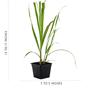 Live Lemongrass Plants (2-Pack); Each 4-8 Inches, in Nursery Pots, Culinary and Aromatherapy Herb Indoor/Outdoor Container Plants