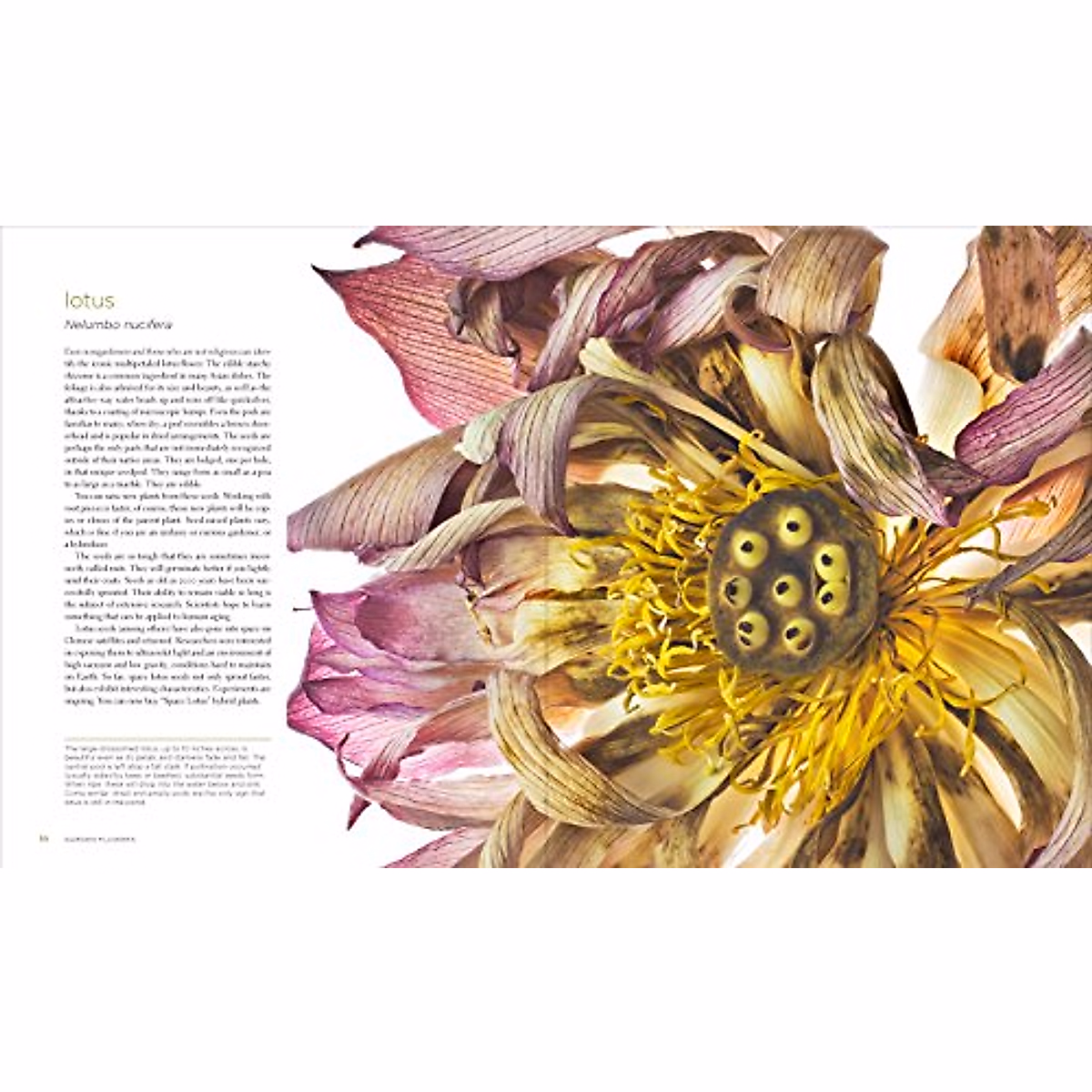 Seeing Seeds: A Journey into the World of Seedheads, Pods, and Fruit (Seeing Series)