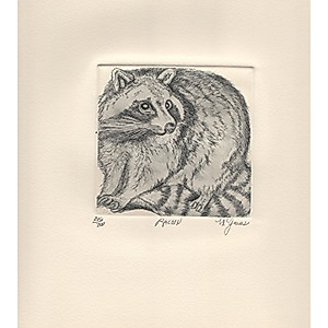Racoon